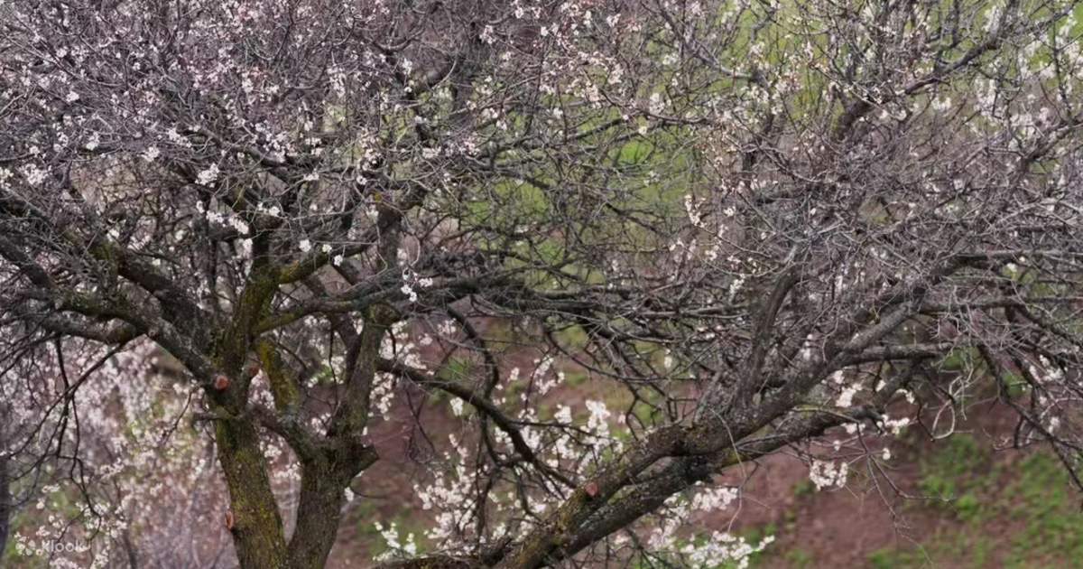 Xinjiang Yihua Yimeng ke-6 - Klook Indonesia